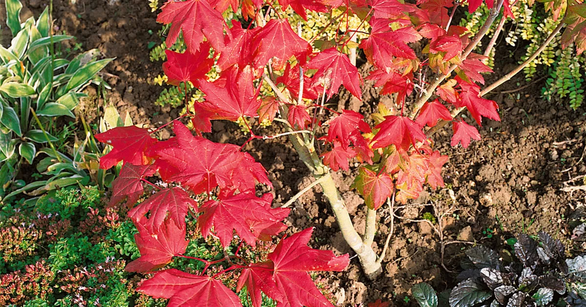 Acer campestre 'Royal Ruby' Pflanze, Pflege & Tipps Floragard