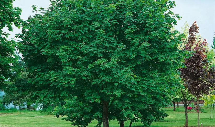 Acer platanoides 'Deborah' Pflanze, Pflege & Tipps Floragard
