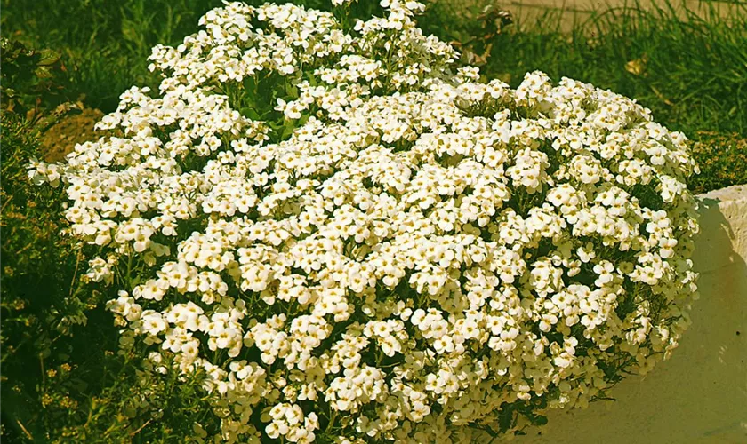 Arabis caucasica 'Pixie Cream' Pflanze, Pflege & Tipps Floragard