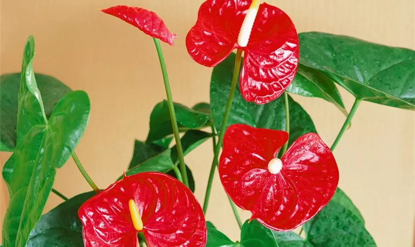 Anthurium x andreanum 'Turenza' Pflanze, Pflege & Tipps Floragard