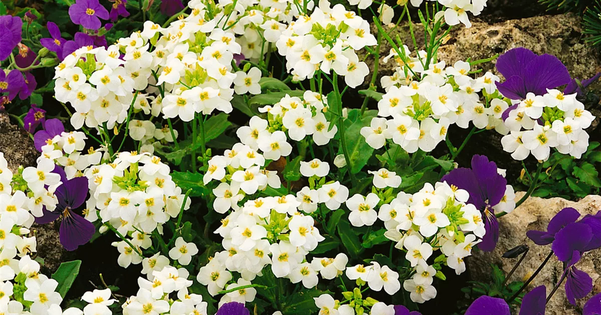Arabis caucasica 'Snowfix' Pflanze, Pflege & Tipps Floragard