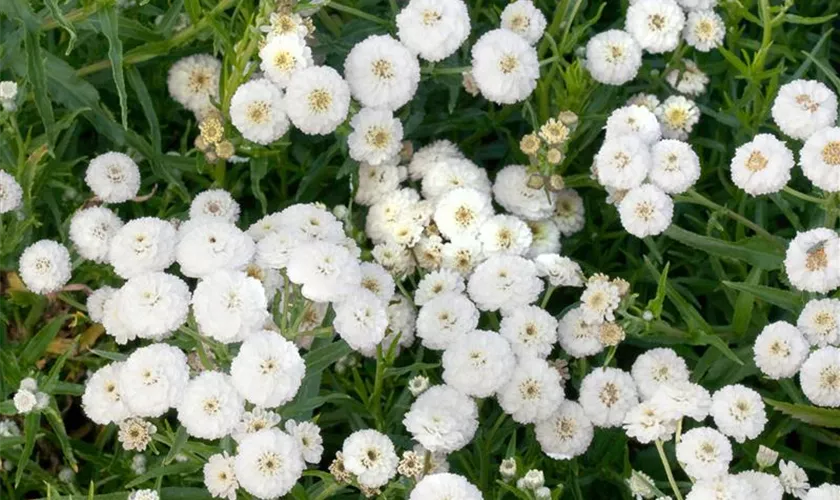 Achillea ptarmica 'Double Diamond' Pflanze, Pflege & Tipps Floragard