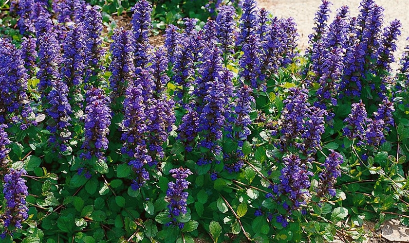 Rotblättriger Garten-Günsel 'Atropurpurea' - Floragard Pflanzeninfothek