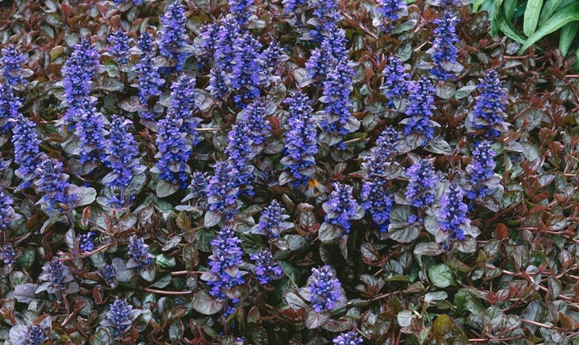 Rotblättriger Garten-Günsel 'Atropurpurea' - Floragard Pflanzeninfothek