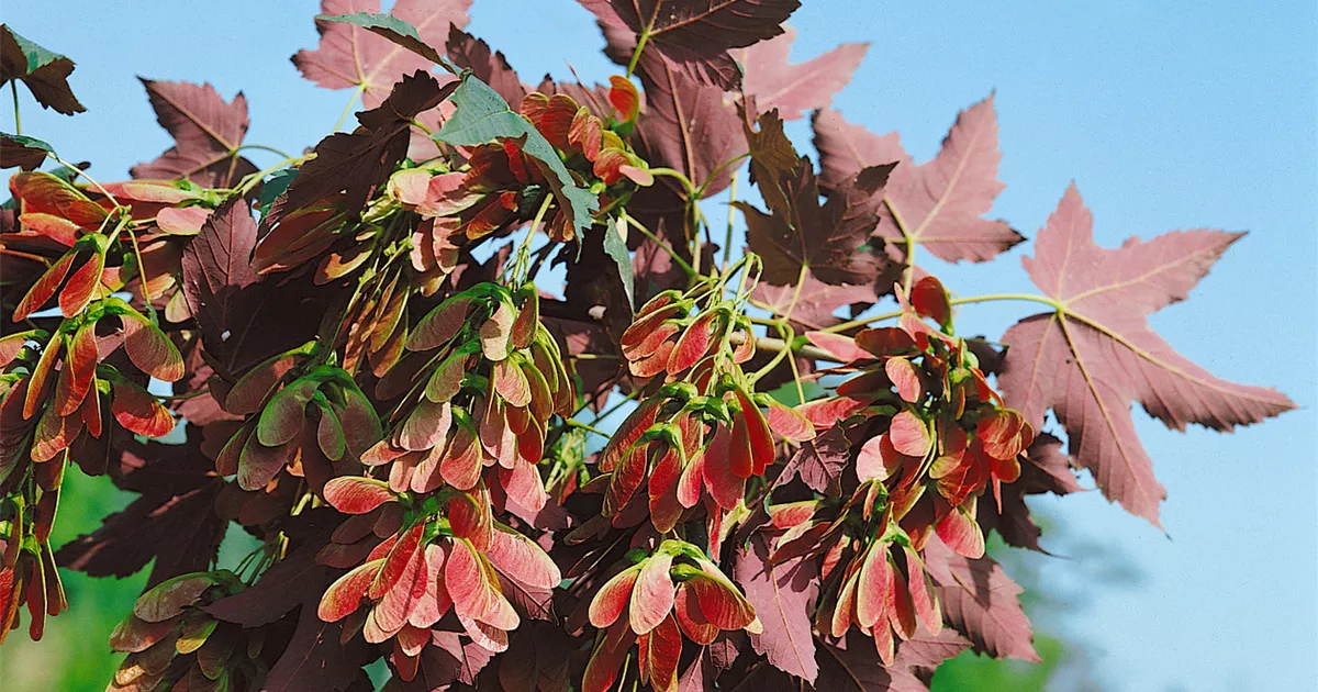 Acer pseudoplatanus 'Atropurpureum' Pflanze, Pflege & Tipps Floragard