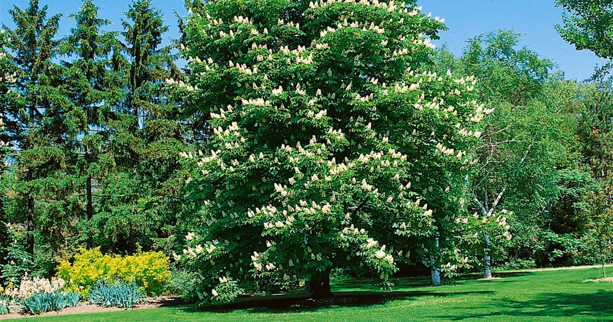 Pyramiden-Rosskastanie Pflanze, Pflege & Tipps Floragard