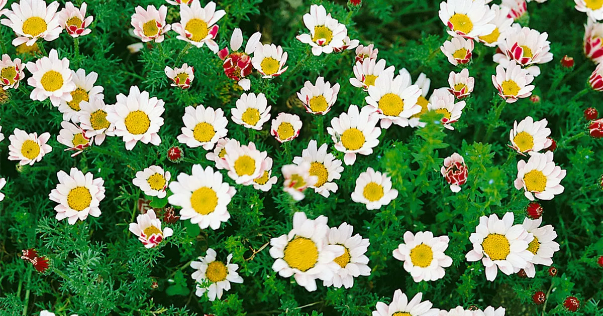 Anacyclus pyrethrum Pflanze, Pflege & Tipps Floragard