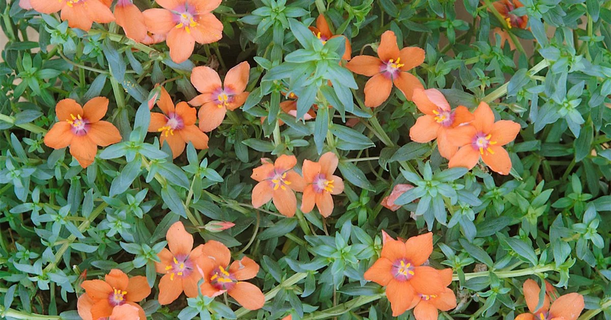 Anagallis monelli 'Angie Orange' Pflanze, Pflege & Tipps Floragard