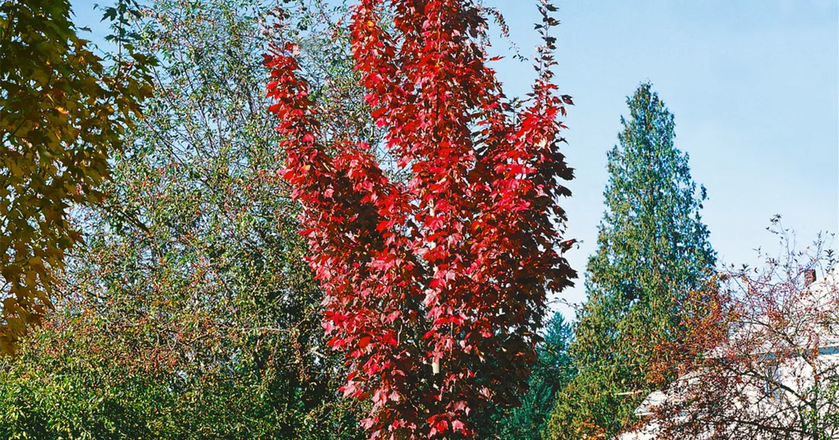 Acer rubrum 'Columnare' Pflanze, Pflege & Tipps Floragard