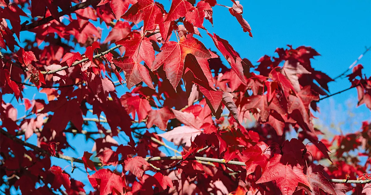 Acer rubrum 'Magnificent Magenta' Pflanze, Pflege & Tipps Floragard