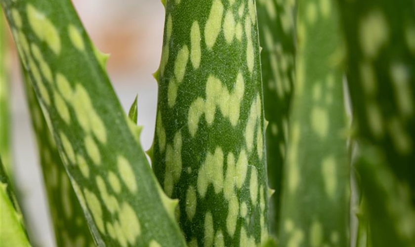Echte Aloe - Floragard Pflanzeninfothek