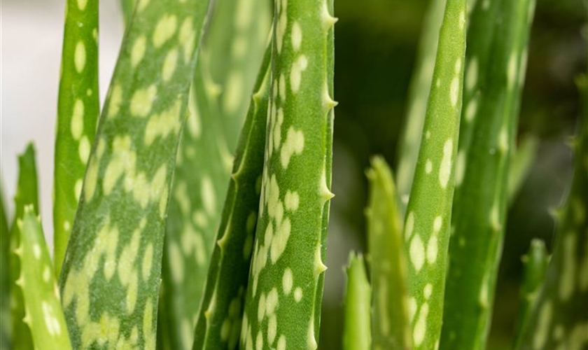 Echte Aloe - Floragard Pflanzeninfothek