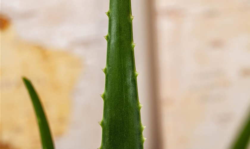 Echte Aloe - Floragard Pflanzeninfothek