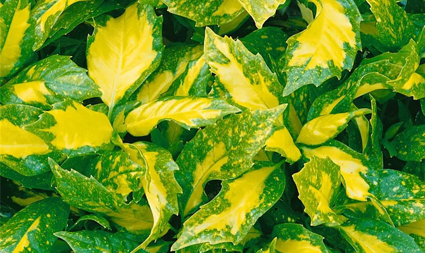 Aucuba japonica 'Picturata' Pflanze, Pflege & Tipps Floragard