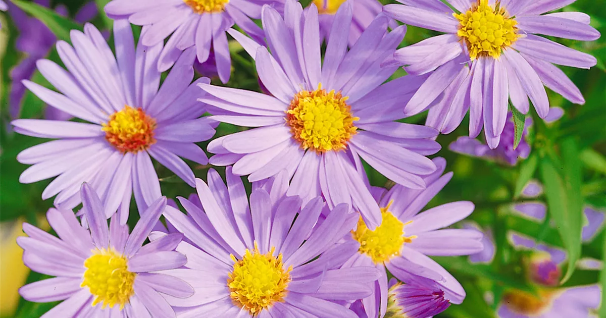 Aster dumosus 'Silvino' Pflanze, Pflege & Tipps Floragard