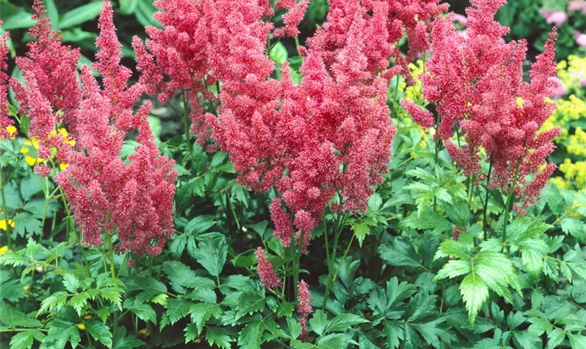 Astilbe japonica 'Mainz' Pflanze, Pflege & Tipps Floragard