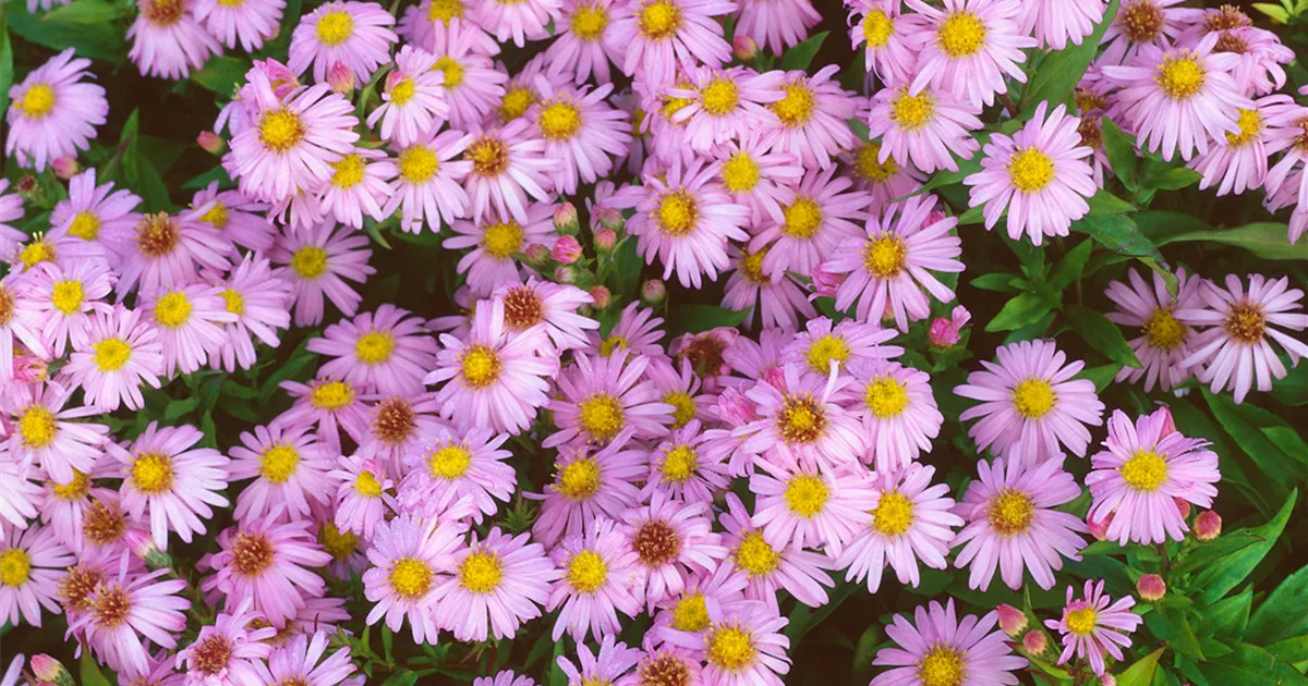 Aster dumosus 'Peter Pan' Pflanze, Pflege & Tipps Floragard