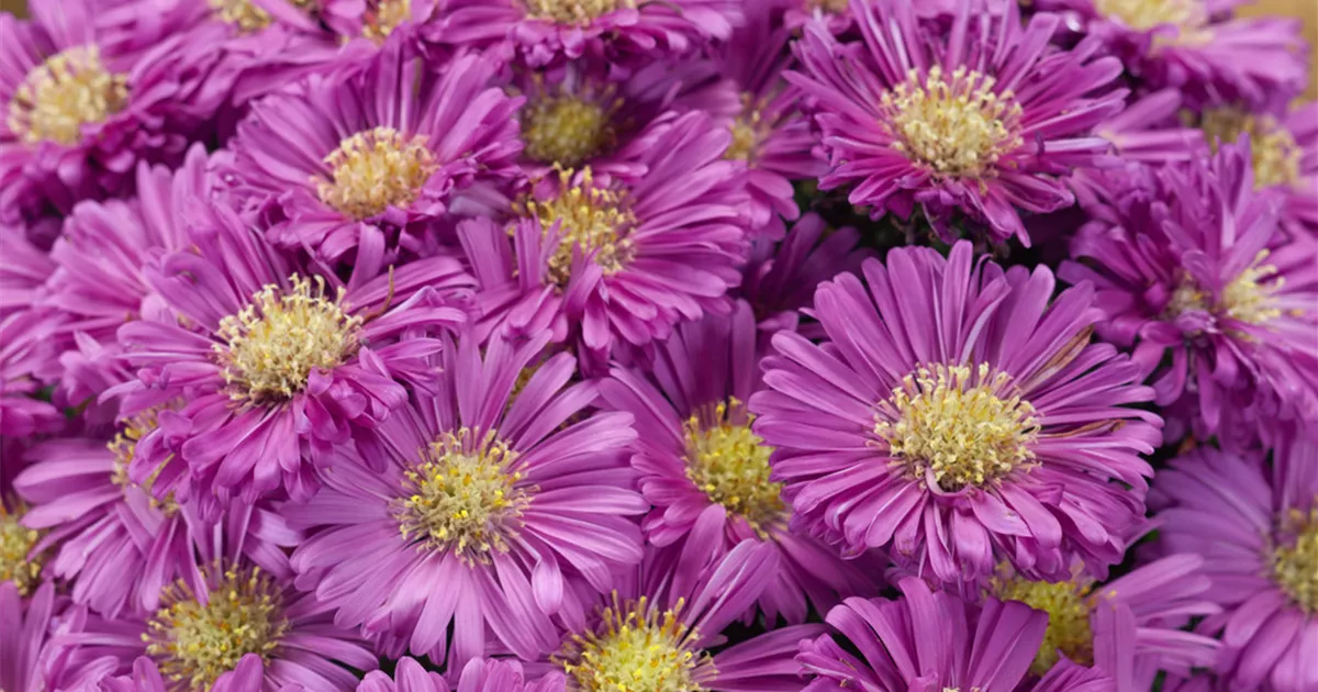 Aster dumosus 'Pink Topas' Pflanze, Pflege & Tipps Floragard