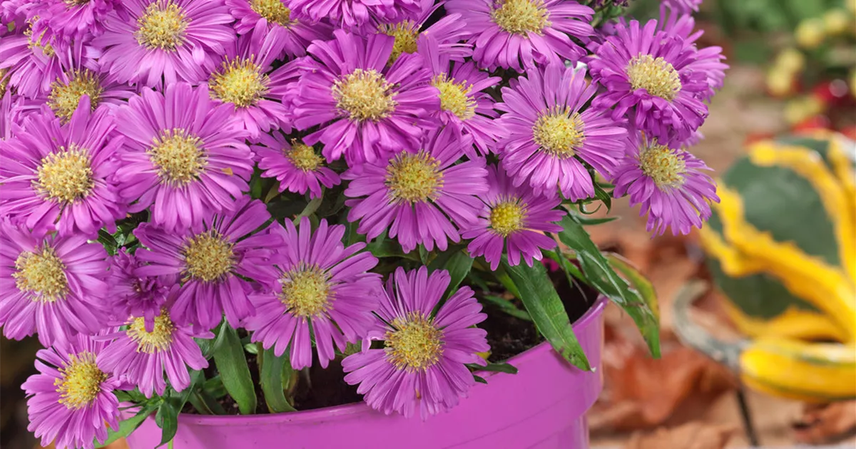 Aster dumosus 'Sapphire'® Pflanze, Pflege & Tipps Floragard