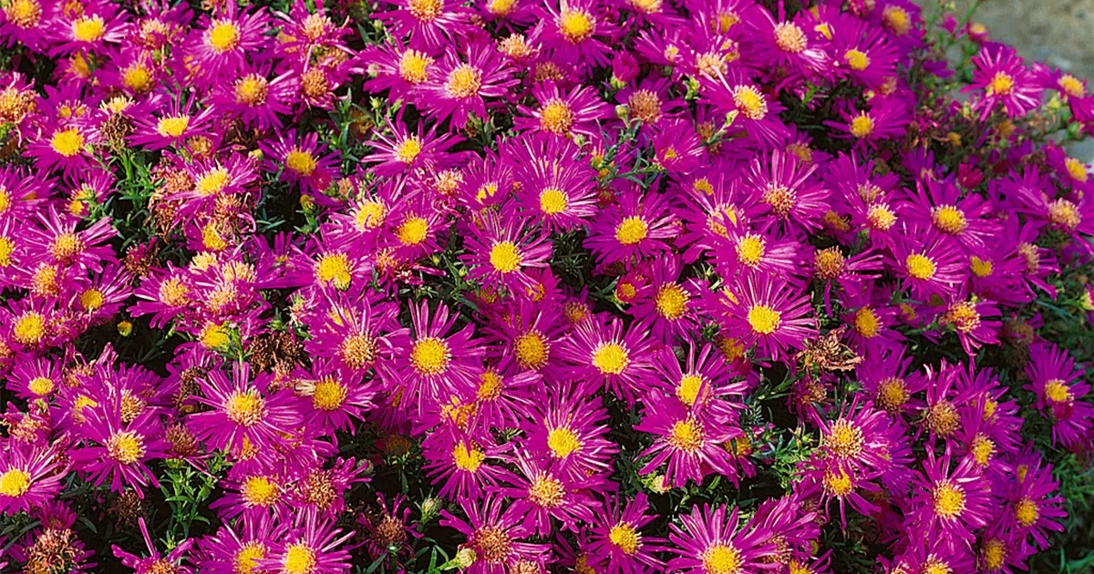 Aster dumosus 'Rubin' Pflanze, Pflege & Tipps Floragard