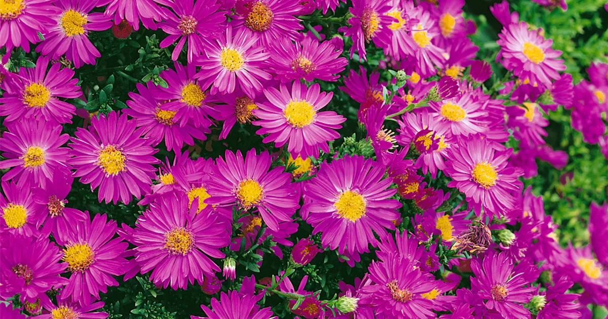 Aster dumosus 'Starlight' Pflanze, Pflege & Tipps Floragard