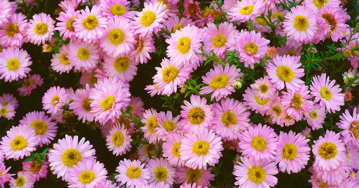 Aster dumosus 'Tina' Pflanze, Pflege & Tipps Floragard