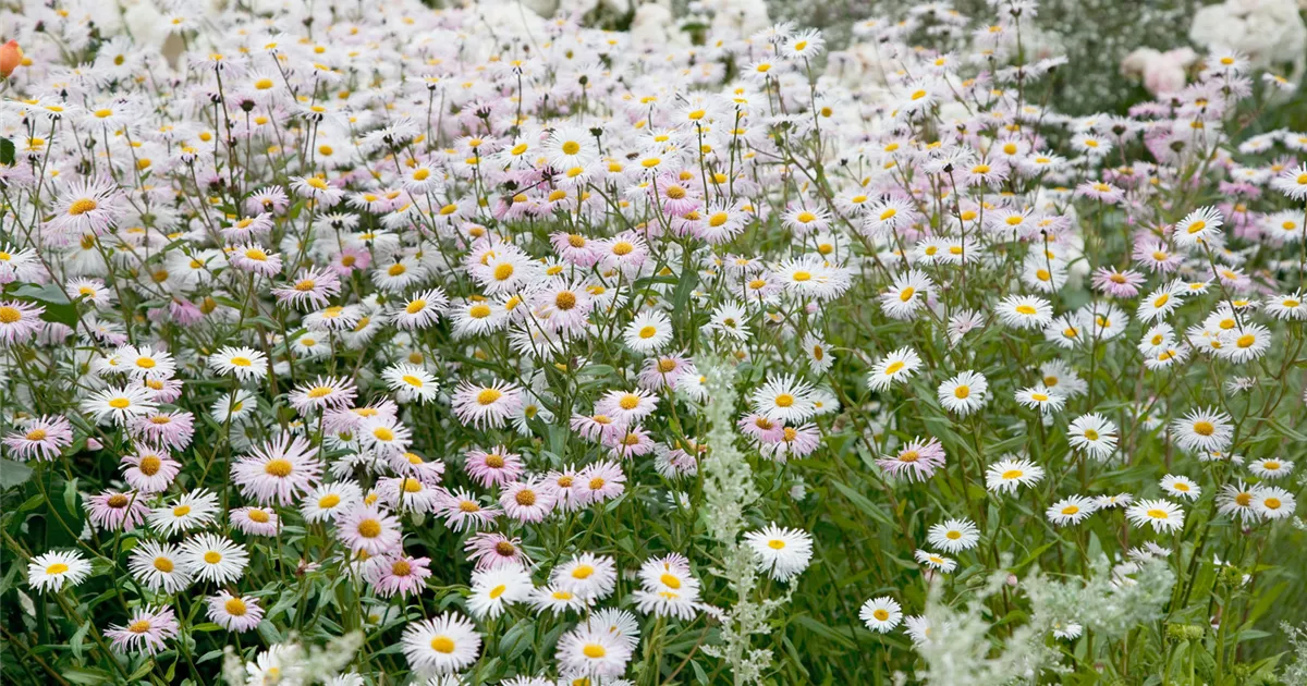 Aster dumosus 'White Opal' Pflanze, Pflege & Tipps Floragard