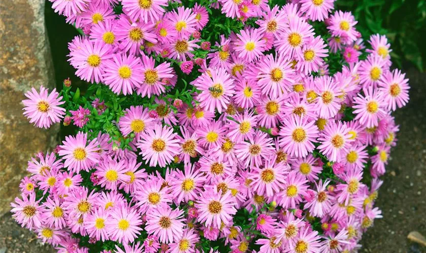 Aster dumosus 'Zirkon' Pflanze, Pflege & Tipps Floragard