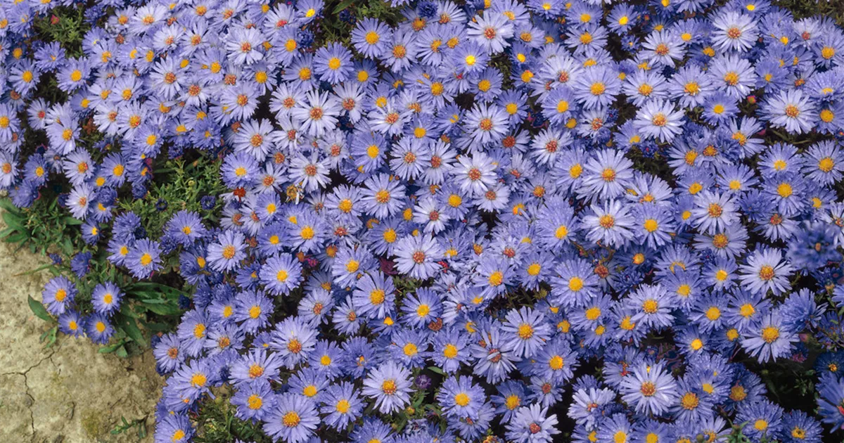 Aster dumosus 'Blue Bouquet' Pflanze, Pflege & Tipps Floragard