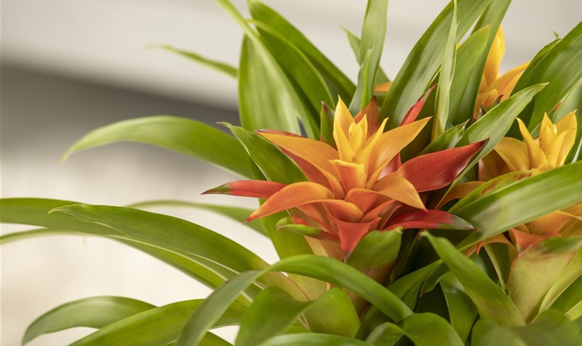 Bromelien-Mix 'Cupcake' - Floragard Pflanzeninfothek