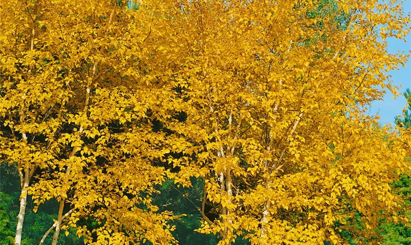 Betula papyrifera var. cordifolia Pflanze, Pflege & Tipps Floragard