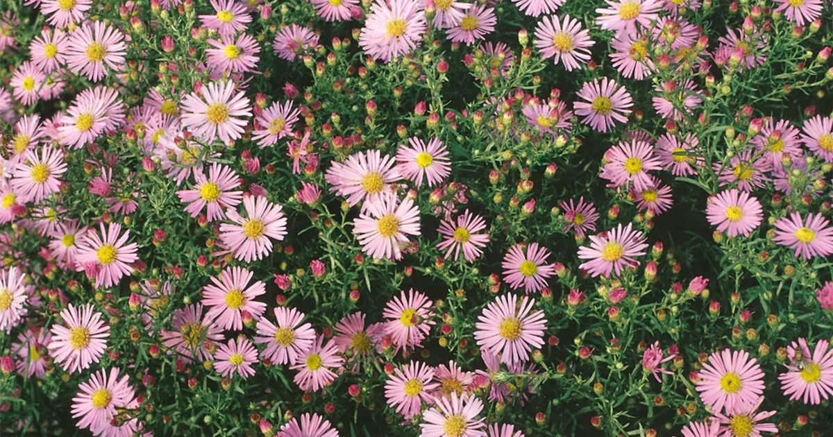 Aster ericoides 'Pink Cloud' Pflanze, Pflege & Tipps Floragard