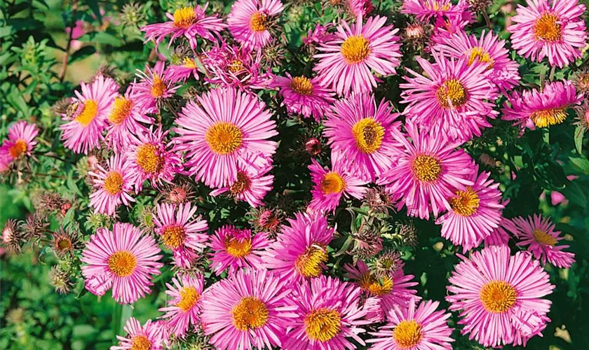 Aster novae-angliae, rosa Pflanze, Pflege & Tipps Floragard