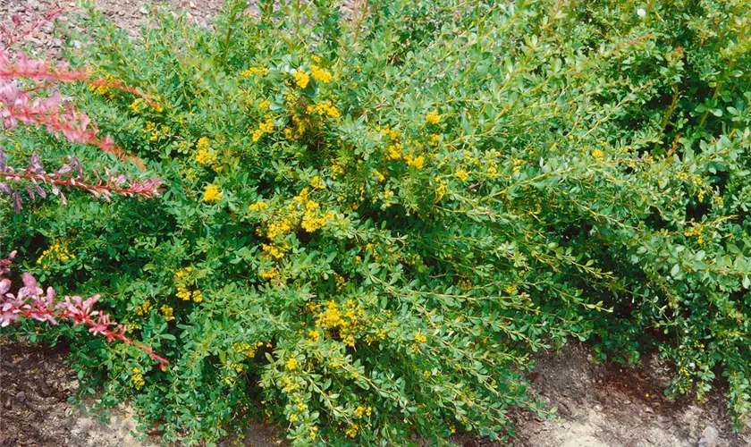 Berberis wilsoniae Pflanze, Pflege & Tipps Floragard