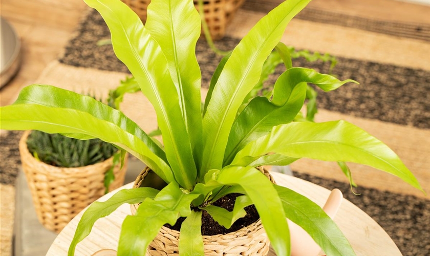 Asplenium antiquum 'Leslie' - Floragard Pflanzeninfothek