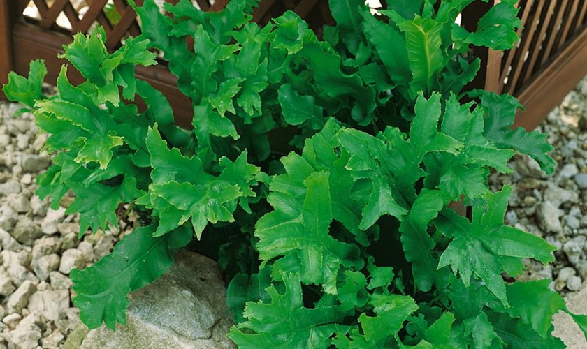 Asplenium antiquum 'Leslie' - Floragard Pflanzeninfothek
