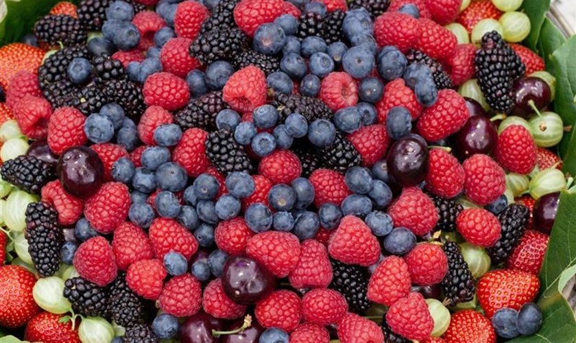 Beeren - Floragard Pflanzeninfothek
