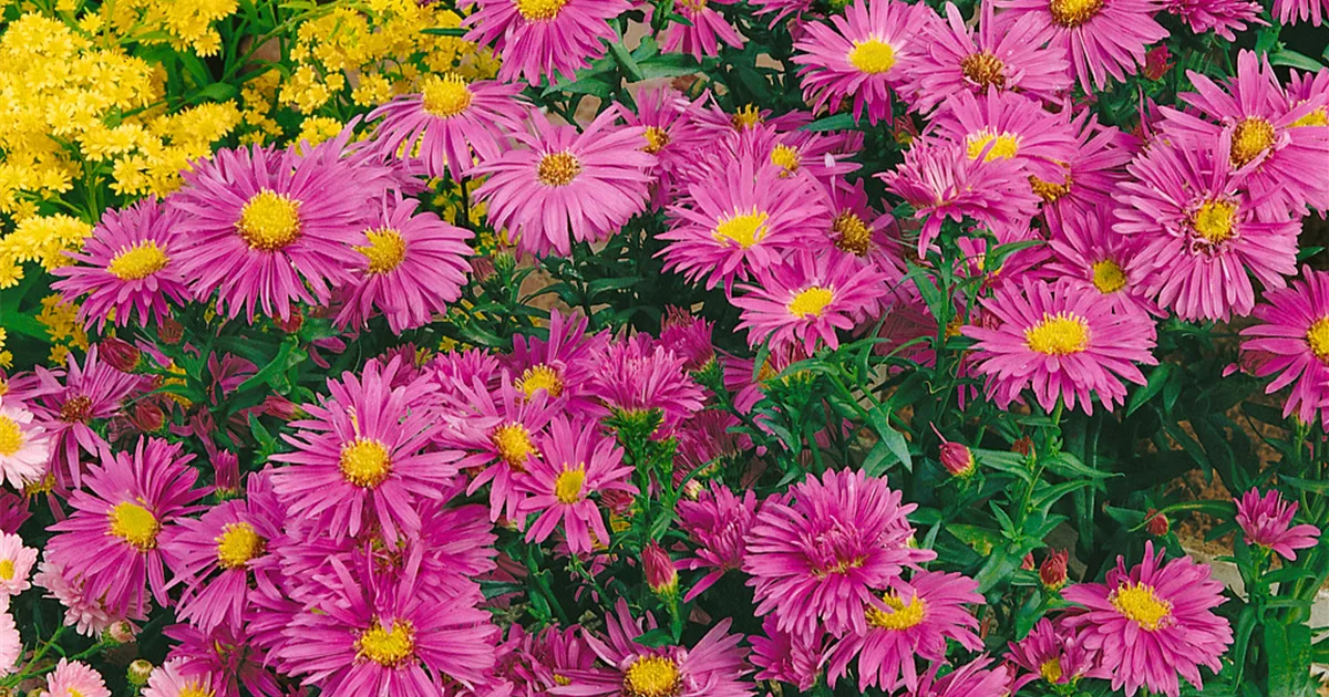 Aster novi-belgii 'Bewunderung' Pflanze, Pflege & Tipps Floragard