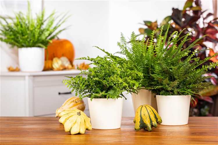 Asplenium dimorphum 'Parvati' - Floragard Pflanzeninfothek