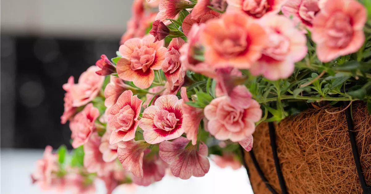 Calibrachoa 'Aloha Double Apricot' Pflanze, Pflege & Tipps Floragard