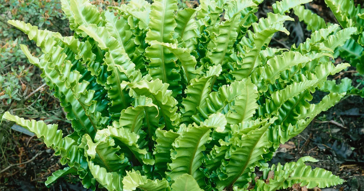 Undulatum Pflanze, Pflege & Tipps Floragard