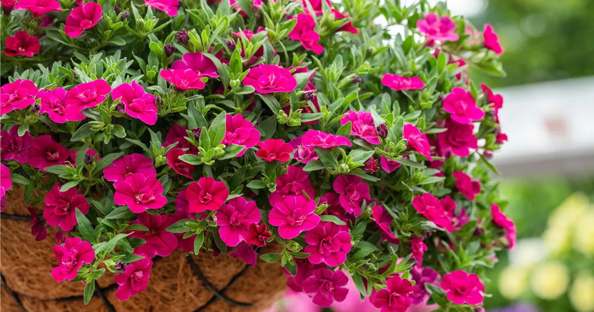 Calibrachoa 'Aloha Double Purple' Pflanze, Pflege & Tipps Floragard