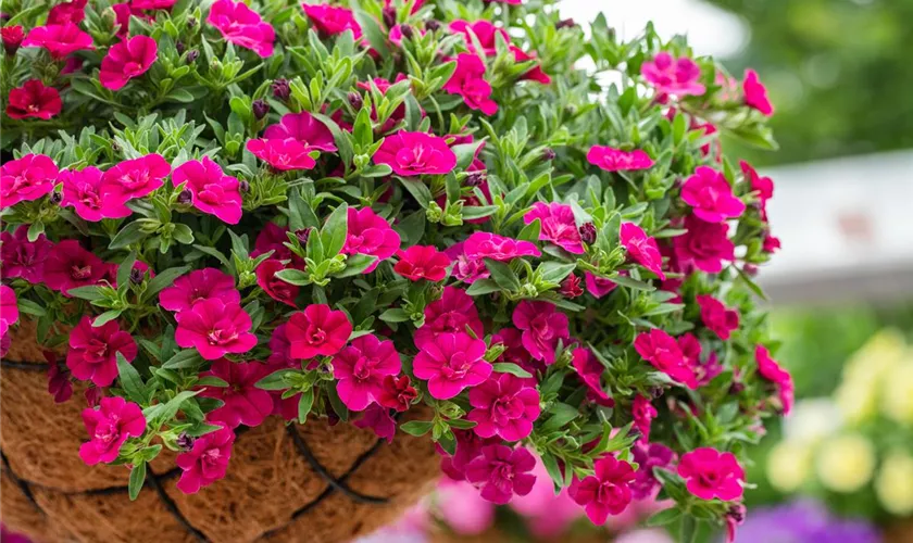 Calibrachoa 'Aloha Double Purple' Pflanze, Pflege & Tipps Floragard