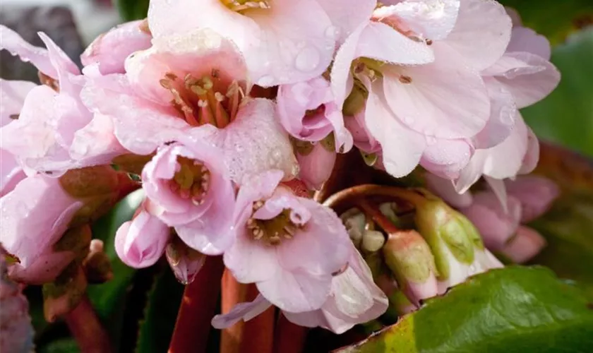 Bergenia cordifolia 'Biedermeier' Pflanze, Pflege & Tipps Floragard