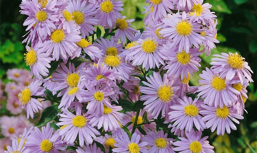 Aster novi-belgii 'Magnet' Pflanze, Pflege & Tipps Floragard