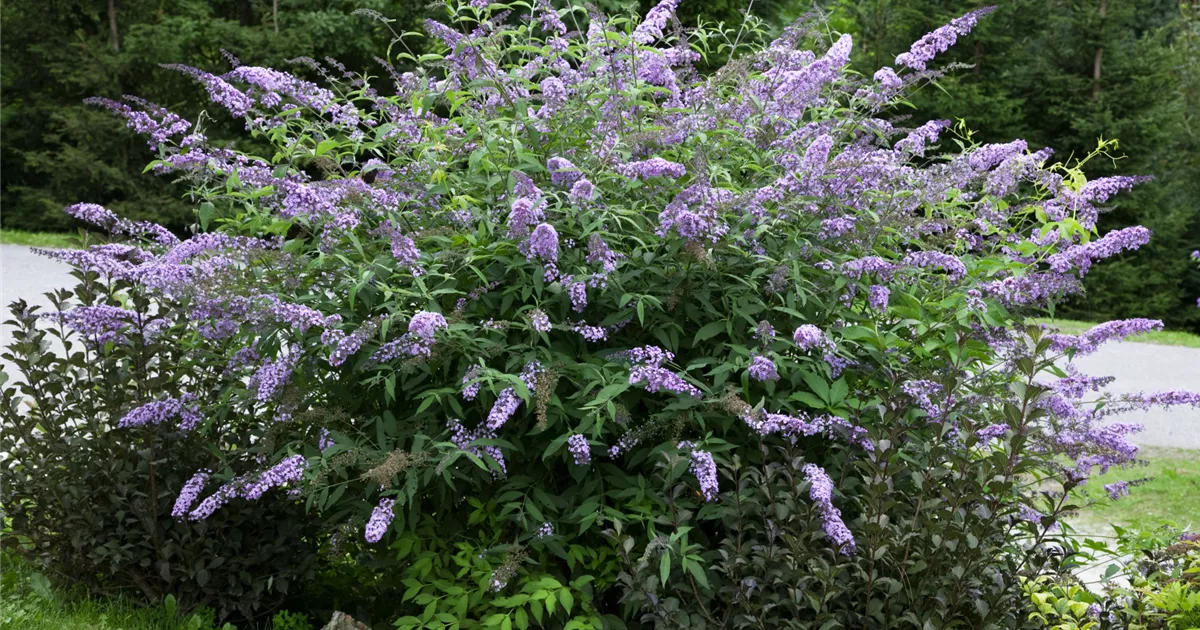 Buddleja 'Lilac Turtle' Pflanze, Pflege & Tipps Floragard