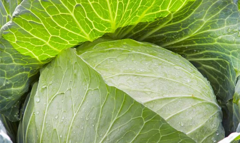 Brassica oleracea var. capitata Pflanze, Pflege & Tipps Floragard
