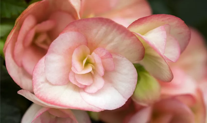 Begonie 'Camilla' Pflanze, Pflege & Tipps Floragard