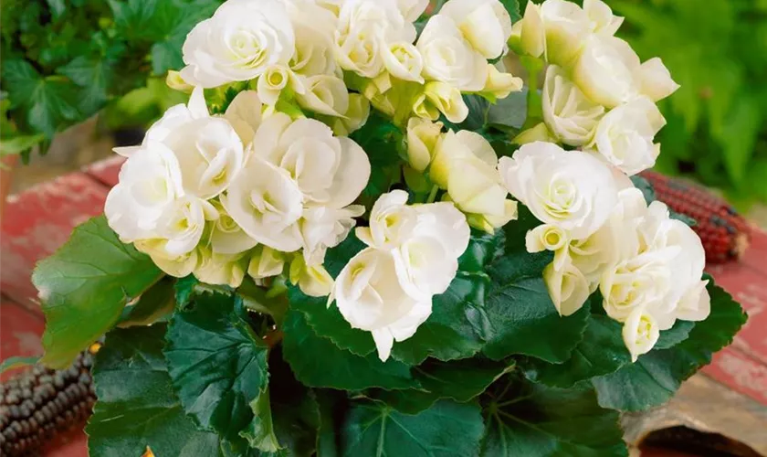 Begonia elatior 'Clara Frisee' Pflanze, Pflege & Tipps Floragard