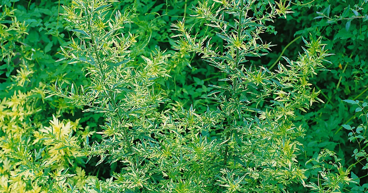 Cola-Pflanze Pflanze, Pflege & Tipps Floragard